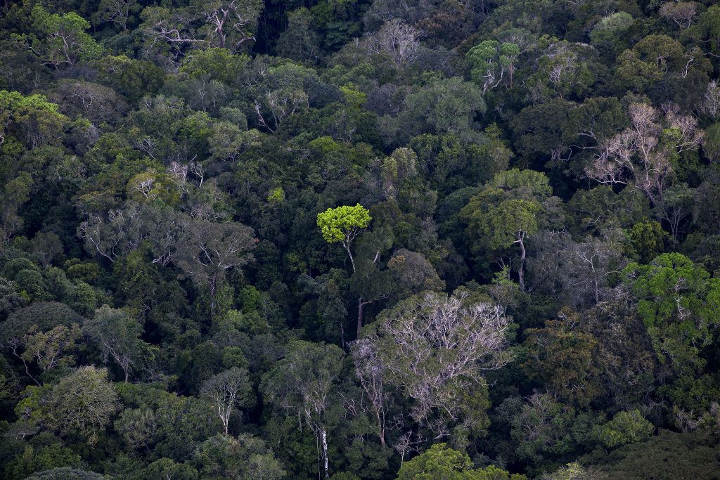 SAVANIZAÇÃO, PERDA DA DIVERSIDADE BETA E IMPORTÂNCIA DAS RESERVAS ...