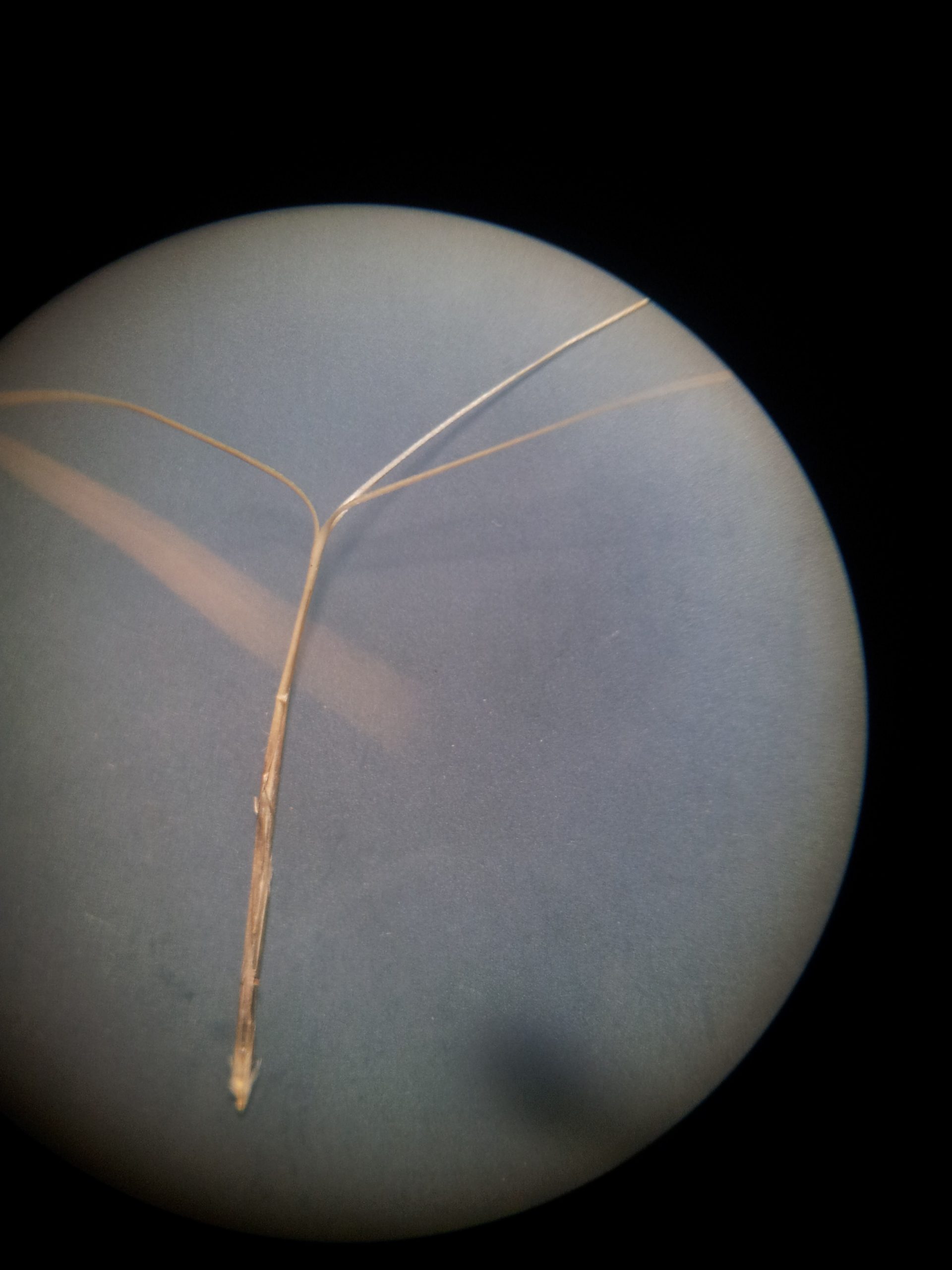 Triagem de sementes – Aristida jubata – Danificada