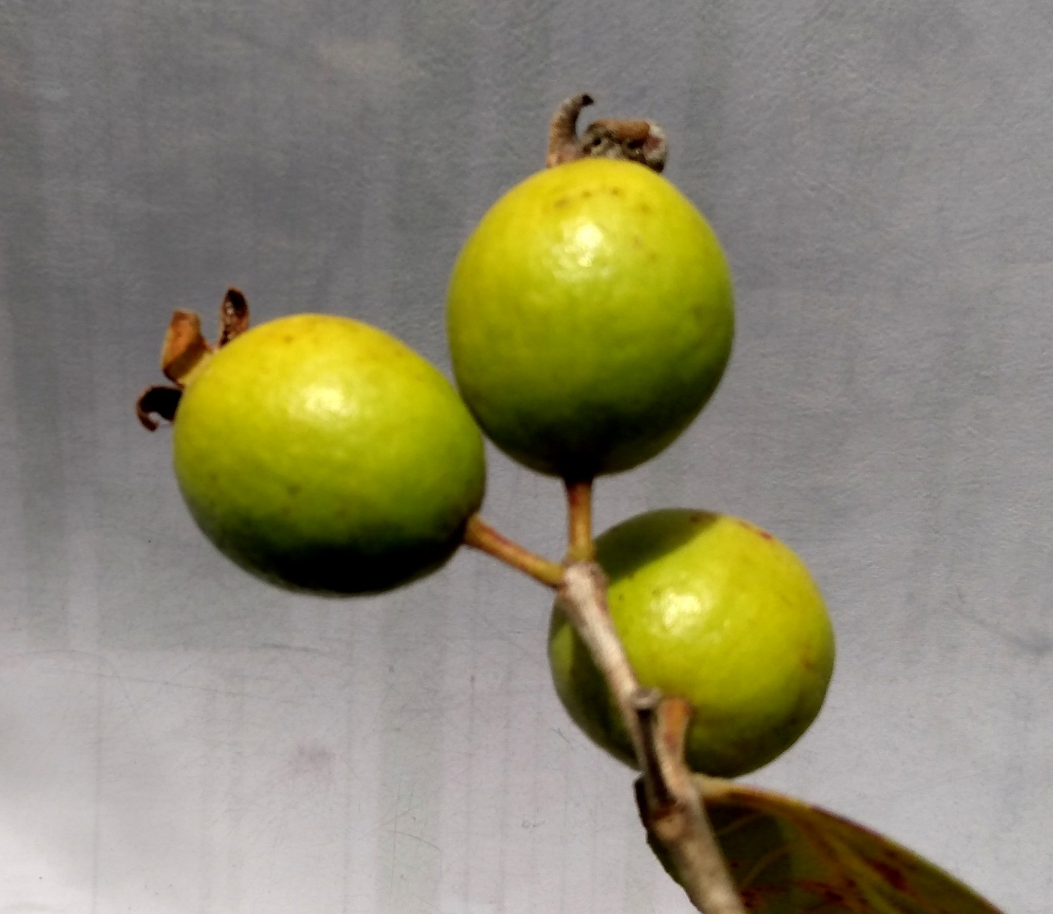 Araçá – fruto