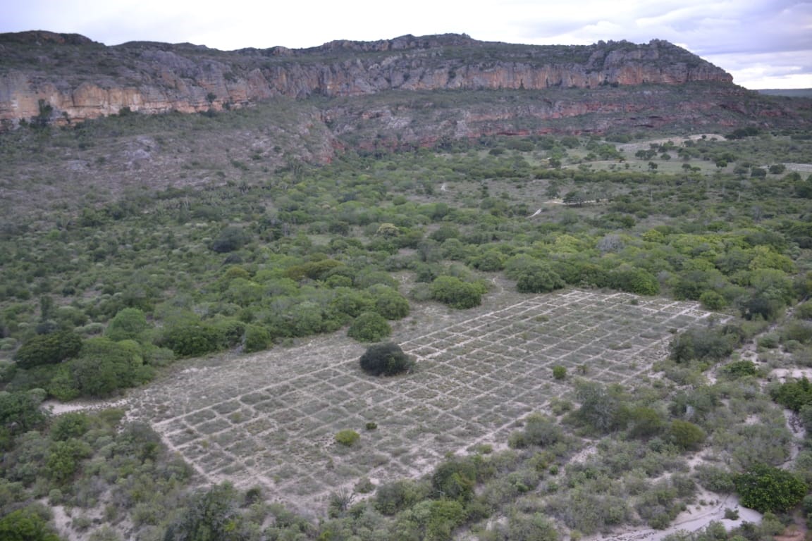 Vista aérea das 200 parcelas do Programa Ecológico do Ecossistema ...